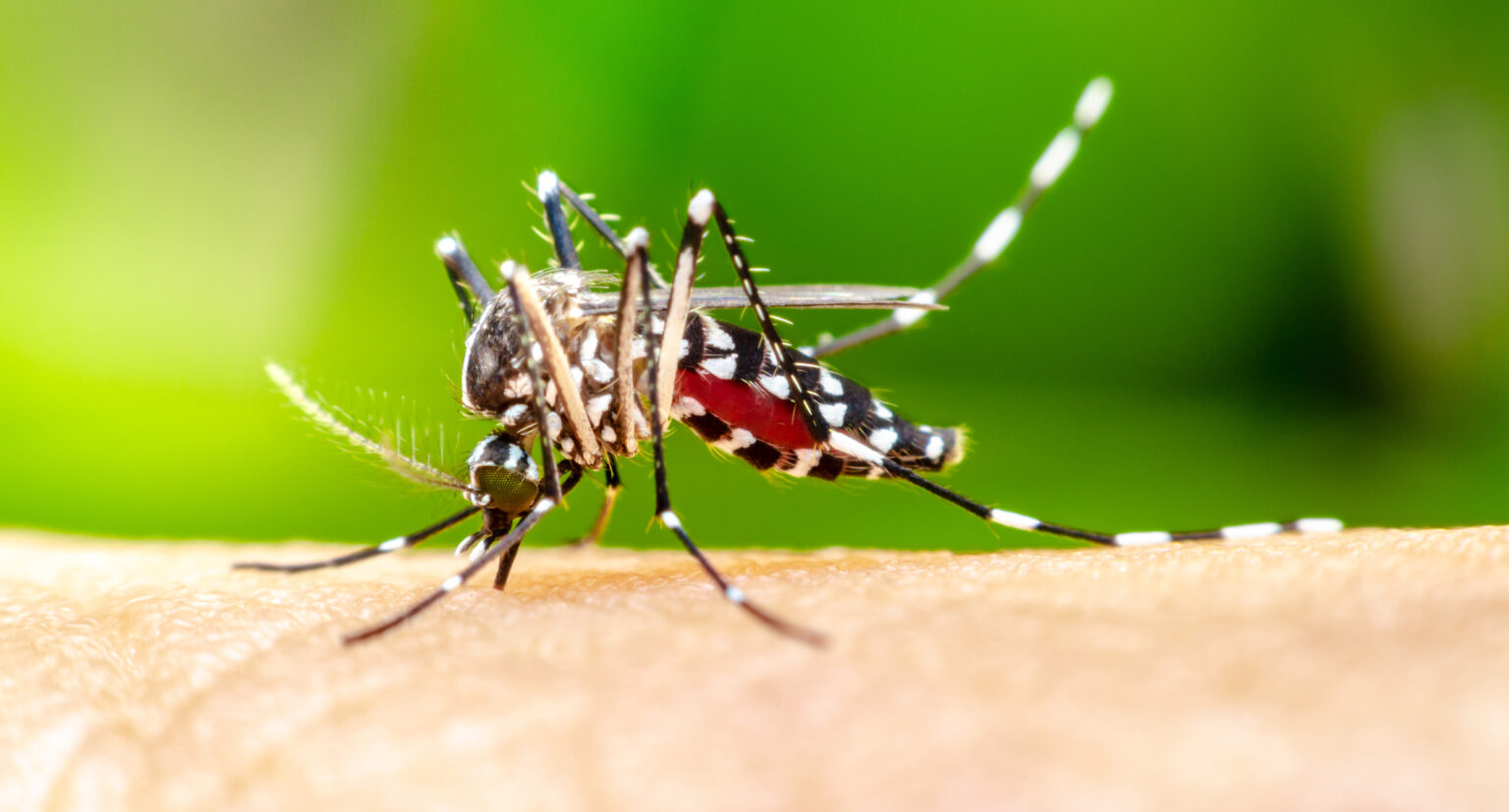 Japanese Encephalitis & The Mosquito Menace You Need to Know About ...